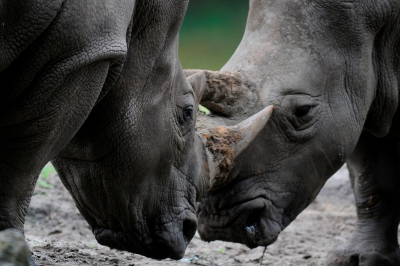 Witte Neushoorn - WILDLANDS