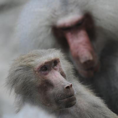 Mantelbaviaan - WILDLANDS