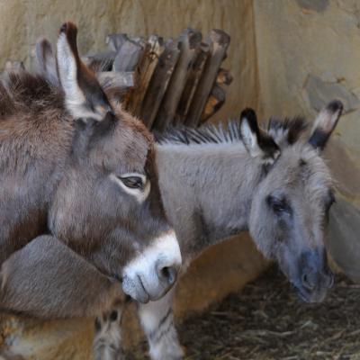 Dwergezel - WILDLANDS