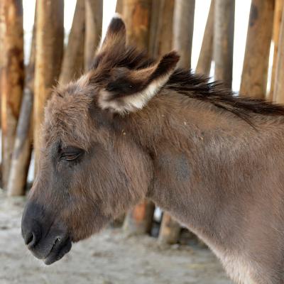 Dwergezel - WILDLANDS