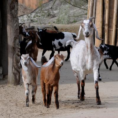 Nubische geit - WILDLANDS