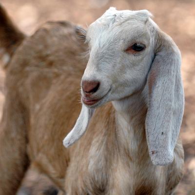 Nubische geit - WILDLANDS