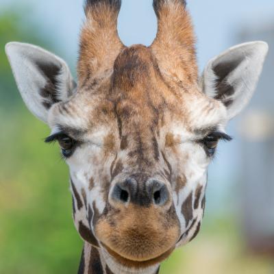 Rothschildgiraffe - WILDLANDS