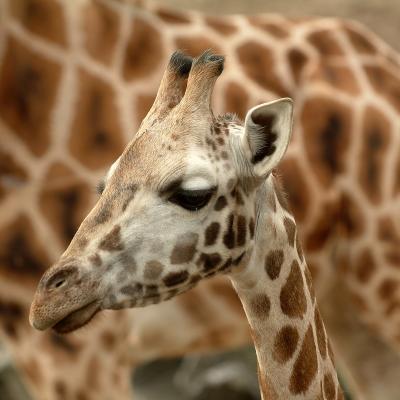 Rothschildgiraffe - WILDLANDS