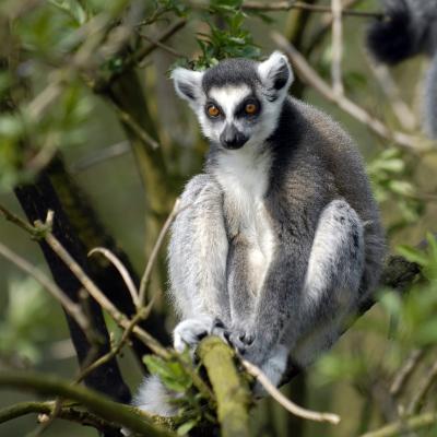 Ringstaartmaki - WILDLANDS