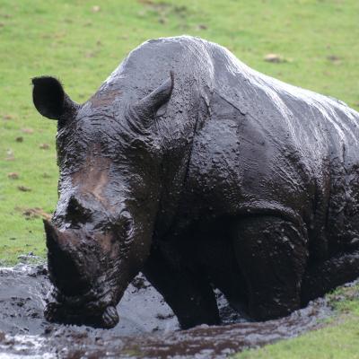 Witte Neushoorn - WILDLANDS