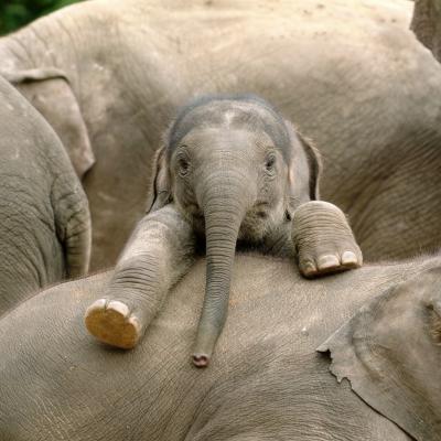 Aziatische olifant - WILDLANDS