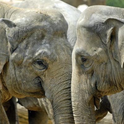 Aziatische olifant - WILDLANDS