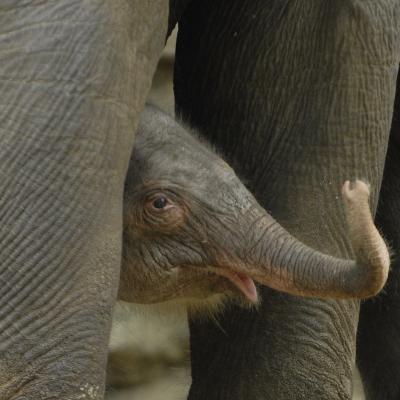 Aziatische olifant - WILDLANDS