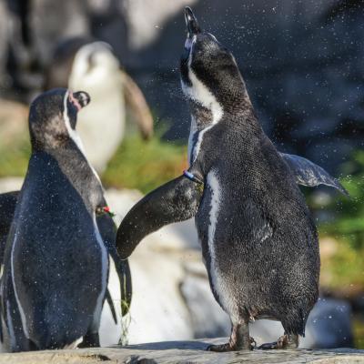 Humboldtpinguïn - WILDLANDS