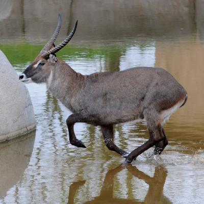 Waterbok - WILDLANDS