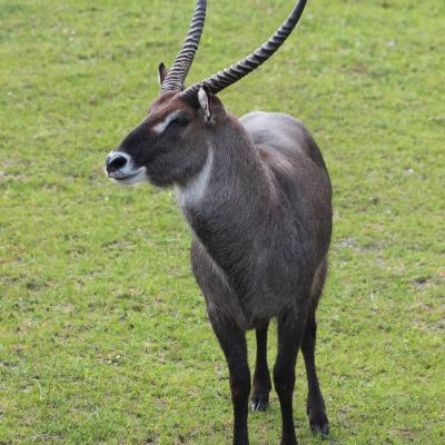 Waterbok - WILDLANDS