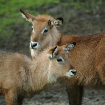 Waterbok - WILDLANDS