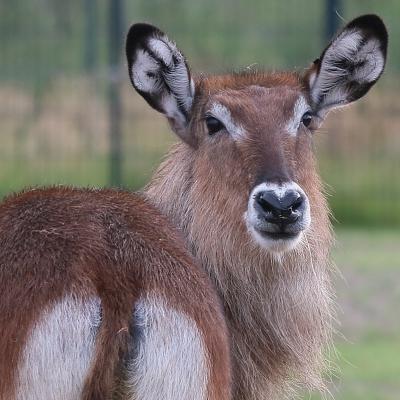 Waterbok - WILDLANDS