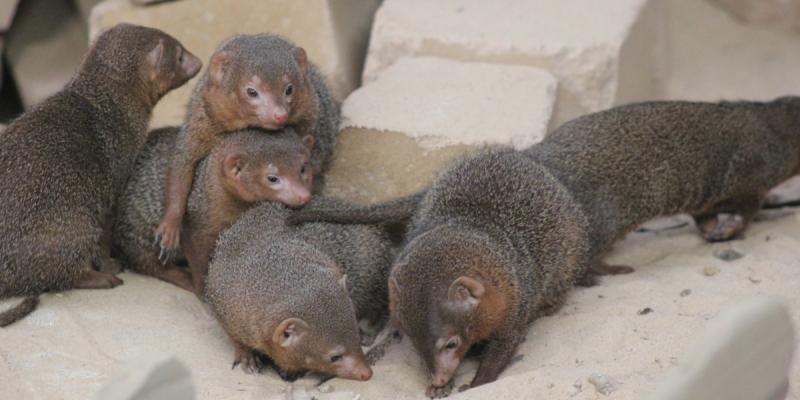 Dwergmangoest - WILDLANDS