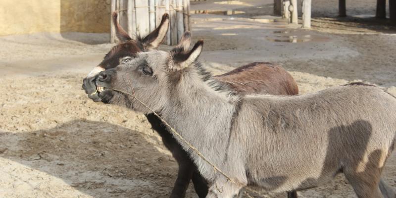 Dwergezel - WILDLANDS