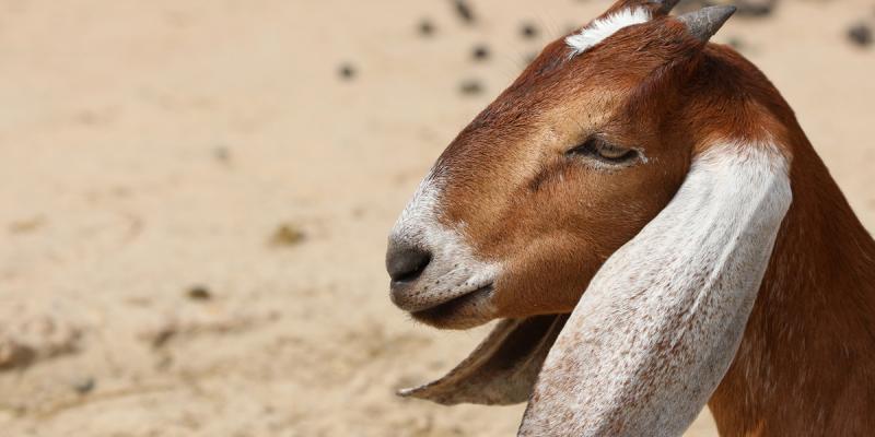 Nubische geit - WILDLANDS