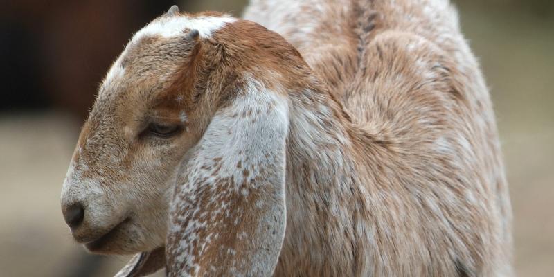 Nubische geit - WILDLANDS