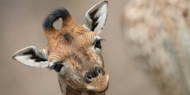 Rothschildgiraffe - WILDLANDS