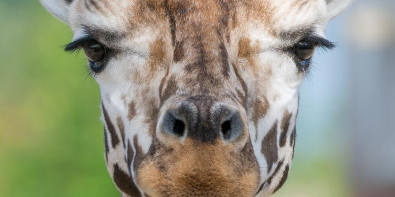 Noordelijke giraffe - WILDLANDS