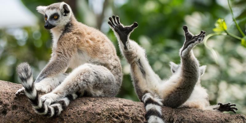 Ringstaartmaki - WILDLANDS