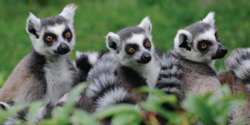 Ringstaartmaki - WILDLANDS