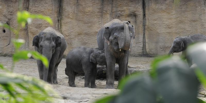 Aziatische olifant - WILDLANDS