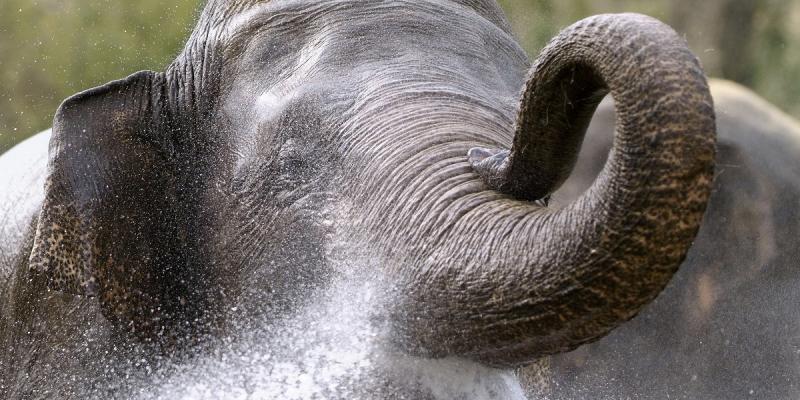 Aziatische olifant - WILDLANDS