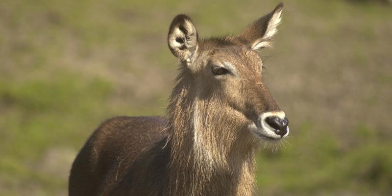 Waterbok - WILDLANDS