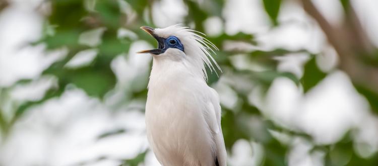 All animals at Wildlands - Themeparkplanner