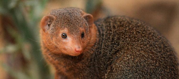 All animals at Wildlands - Themeparkplanner