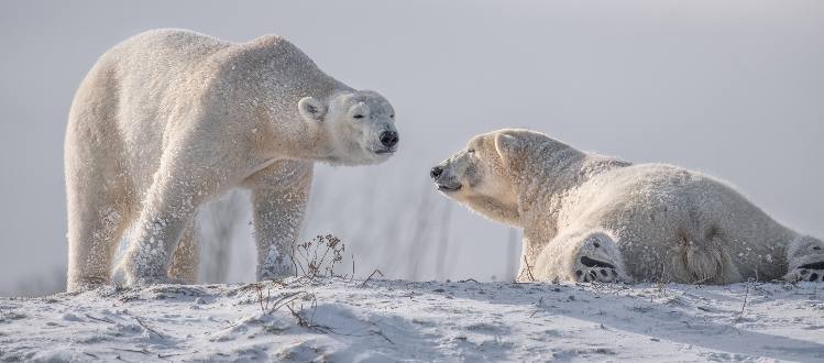 Wildlands - Themeparkplanner