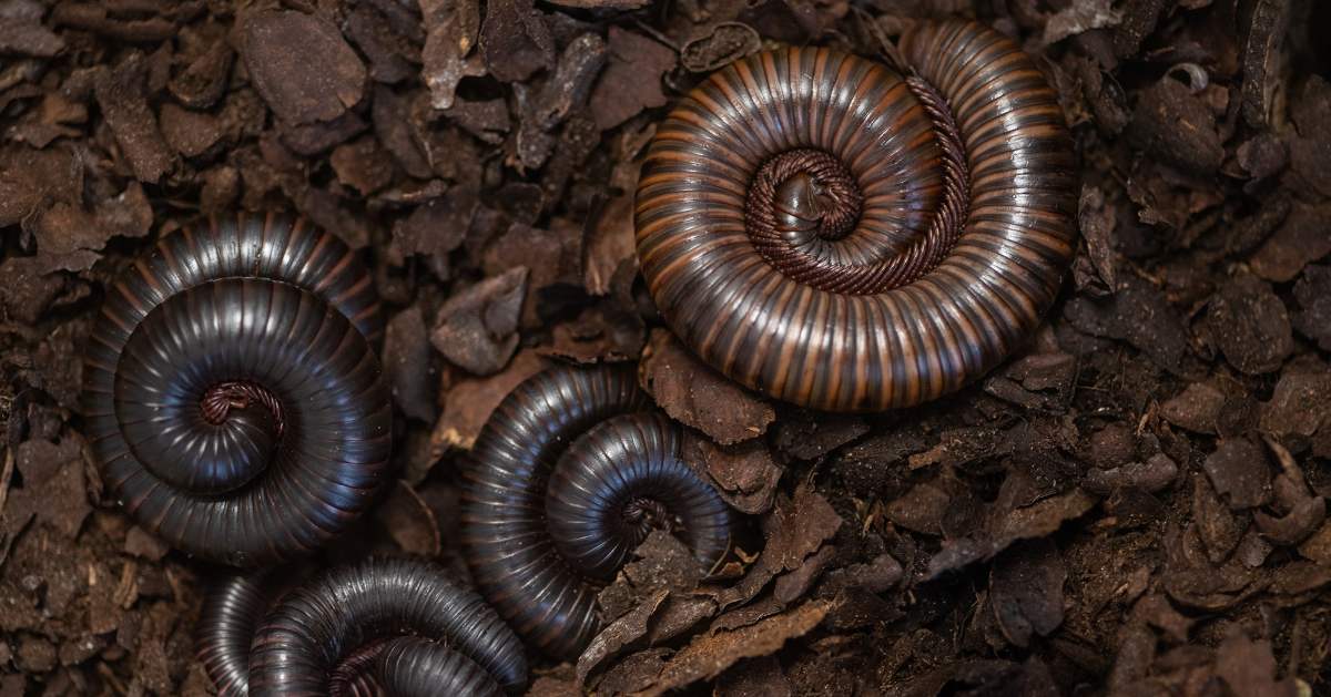 Afrikaanse reuzenmiljoenpoot - WILDLANDS