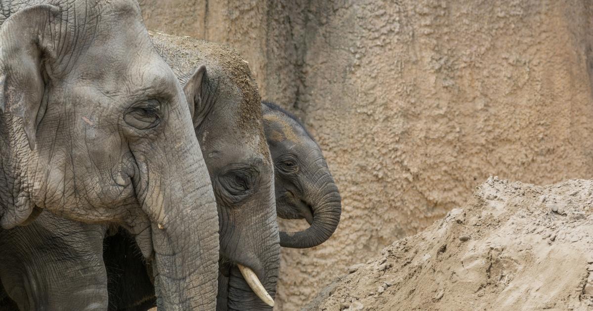 Aziatische olifant - WILDLANDS