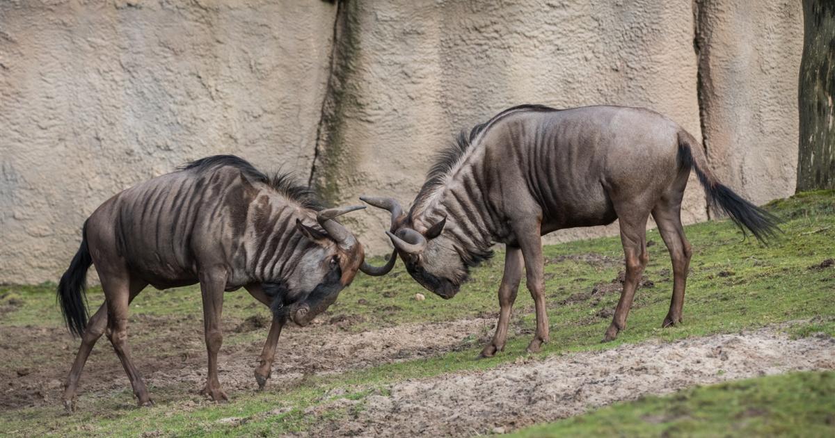 Blauwe gnoe - WILDLANDS