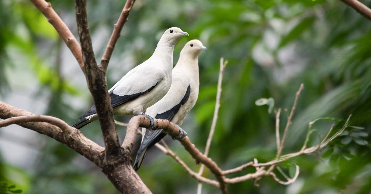 Bonte muskaatduif - WILDLANDS