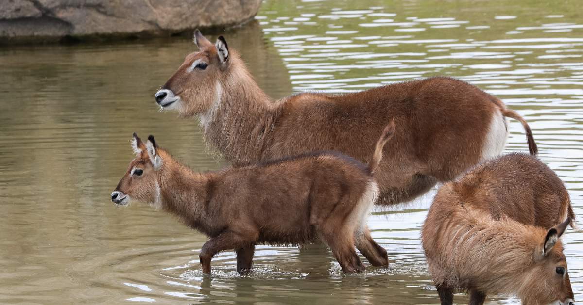 Defassa waterbok - WILDLANDS