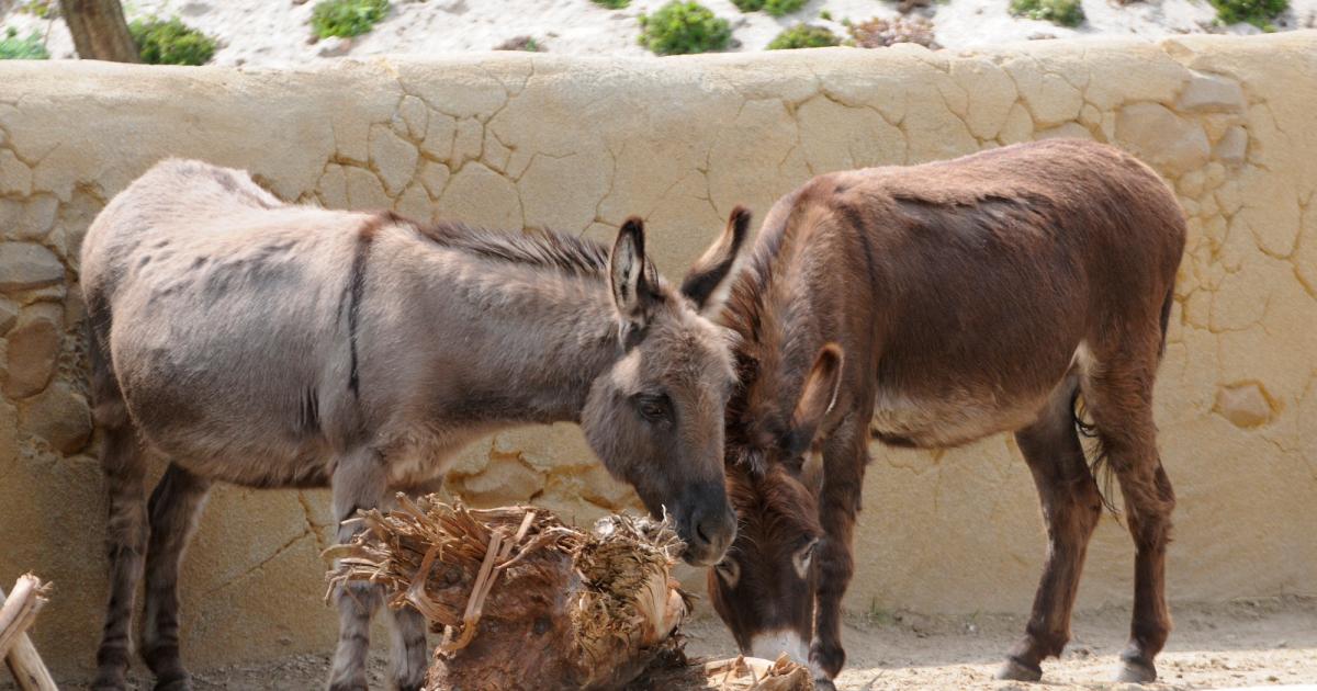 Dwergezel - WILDLANDS