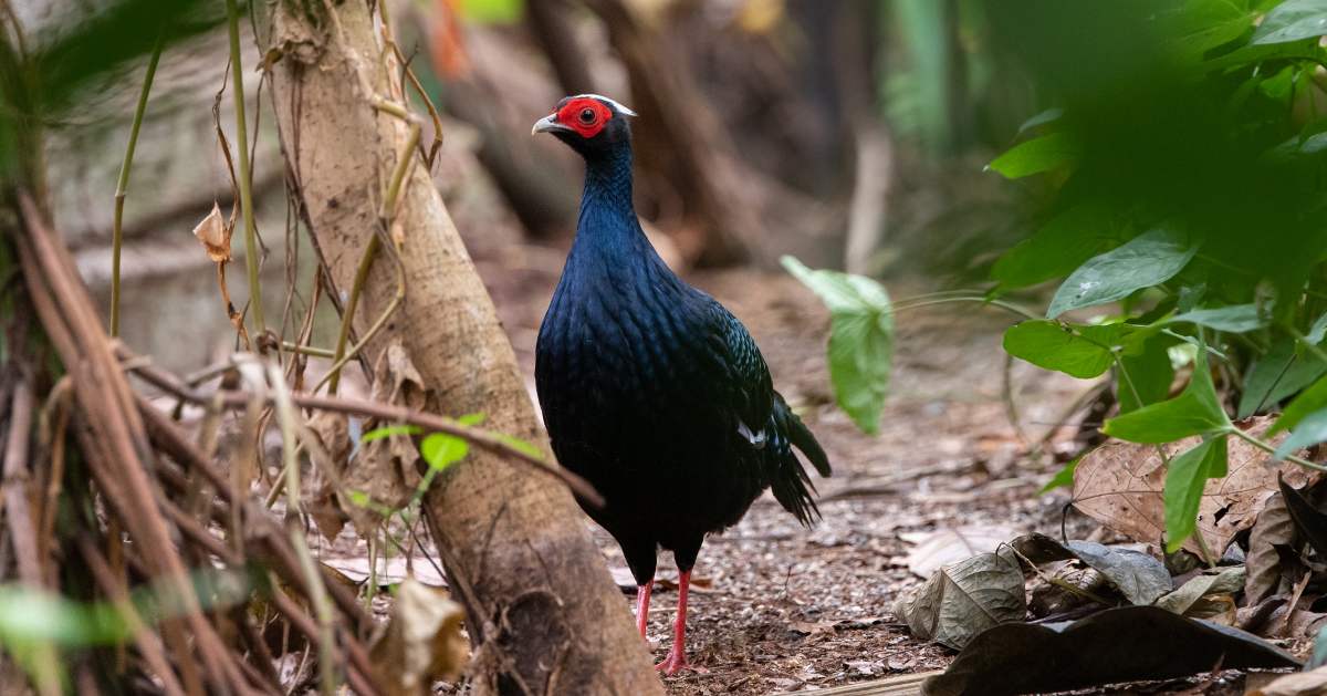 Edwards' fazant - WILDLANDS