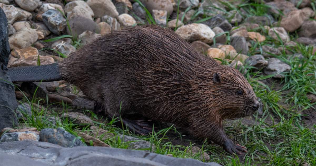 Europese bever - WILDLANDS