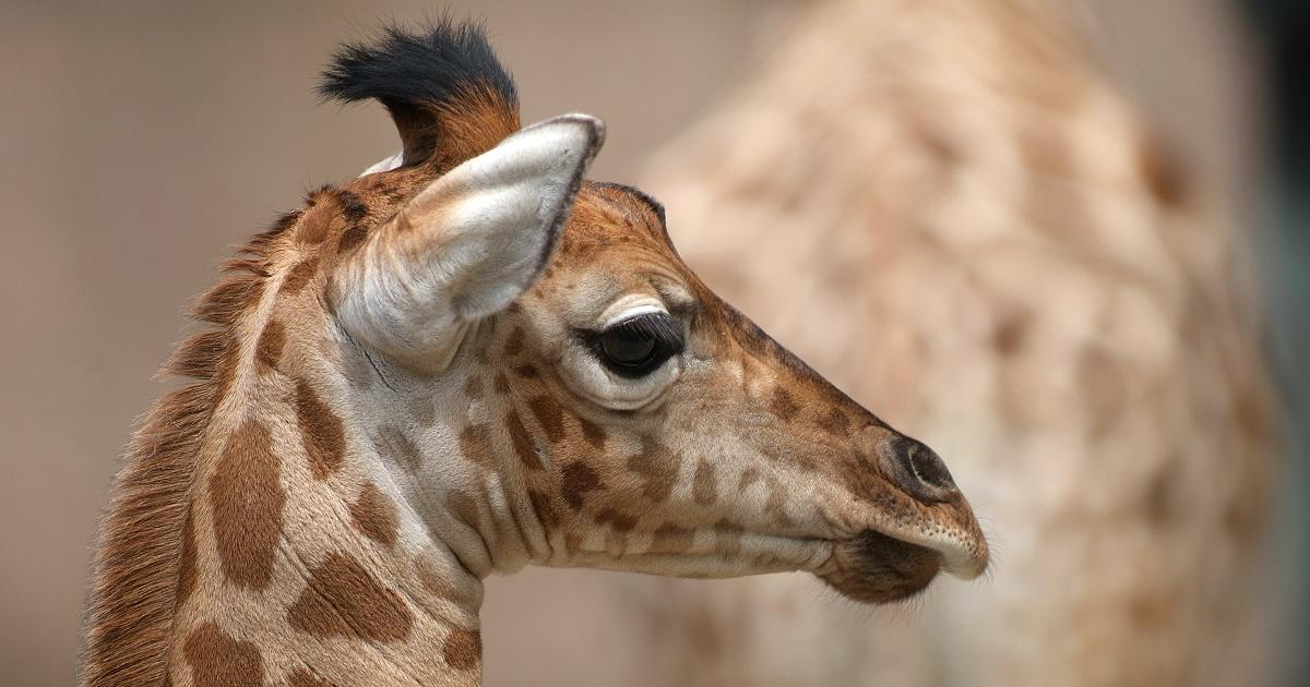 Noordelijke giraffe - WILDLANDS