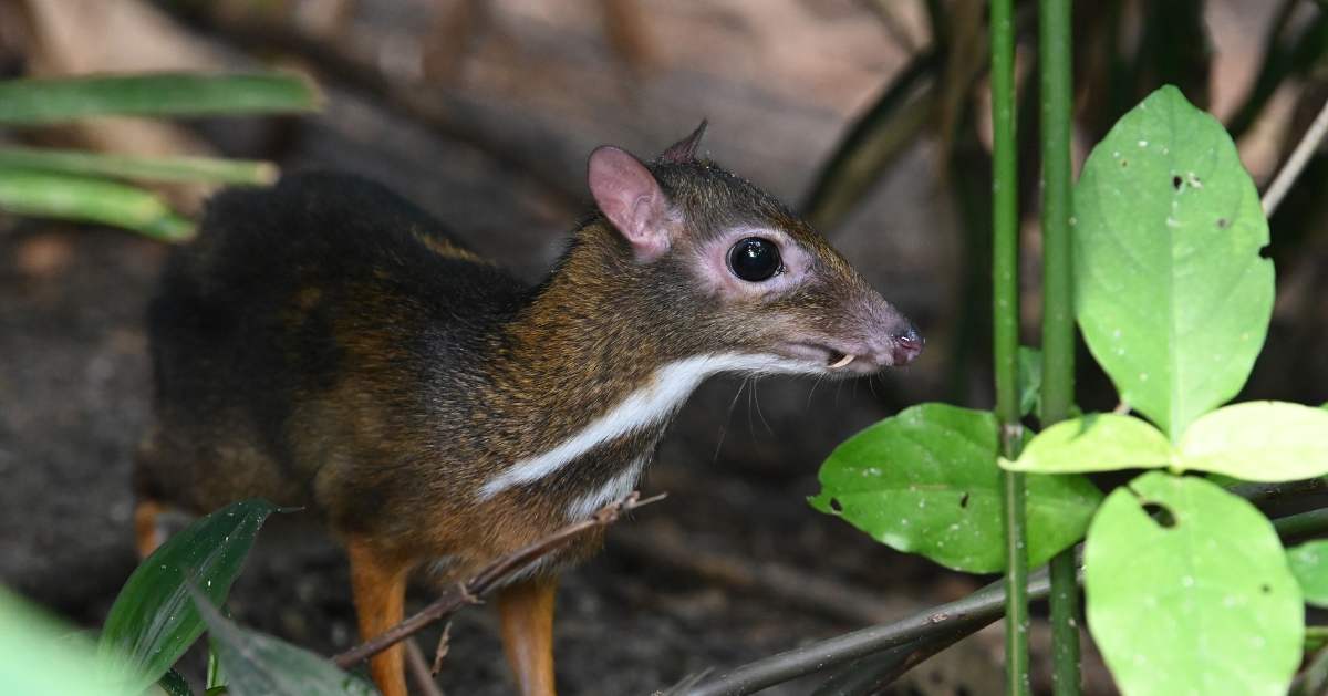 Javaanse kantjil - WILDLANDS