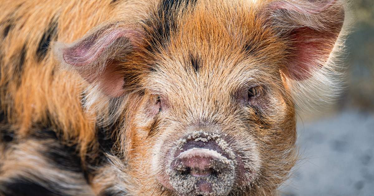 kune kune varken - WILDLANDS