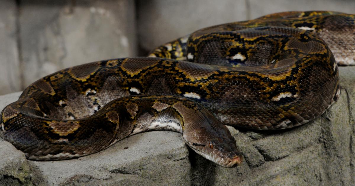 Netpython - WILDLANDS