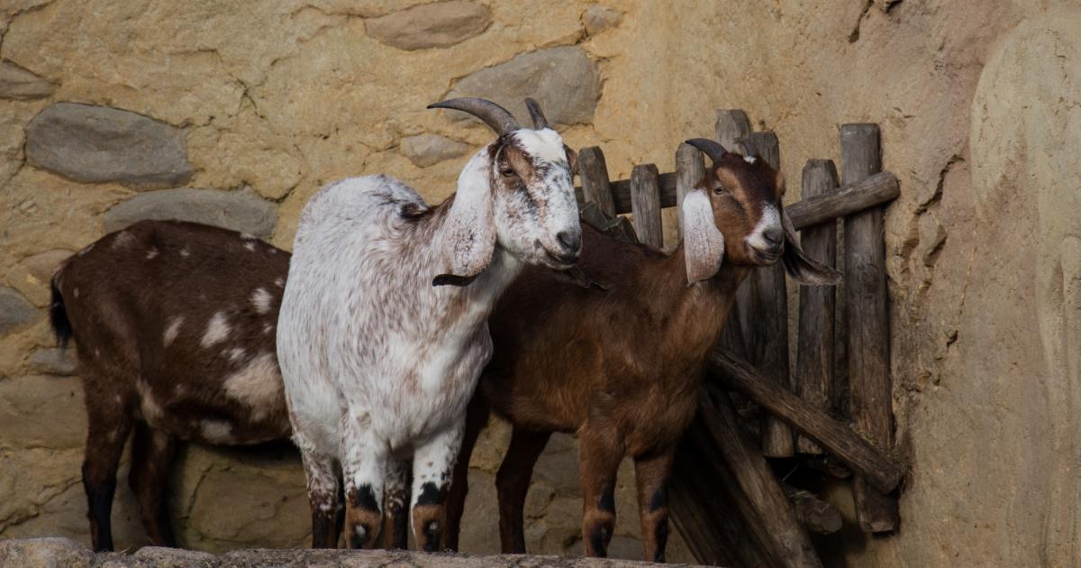 Nubische geit - WILDLANDS