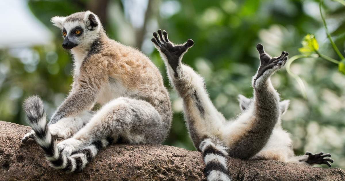 ringstaartmaki - WILDLANDS