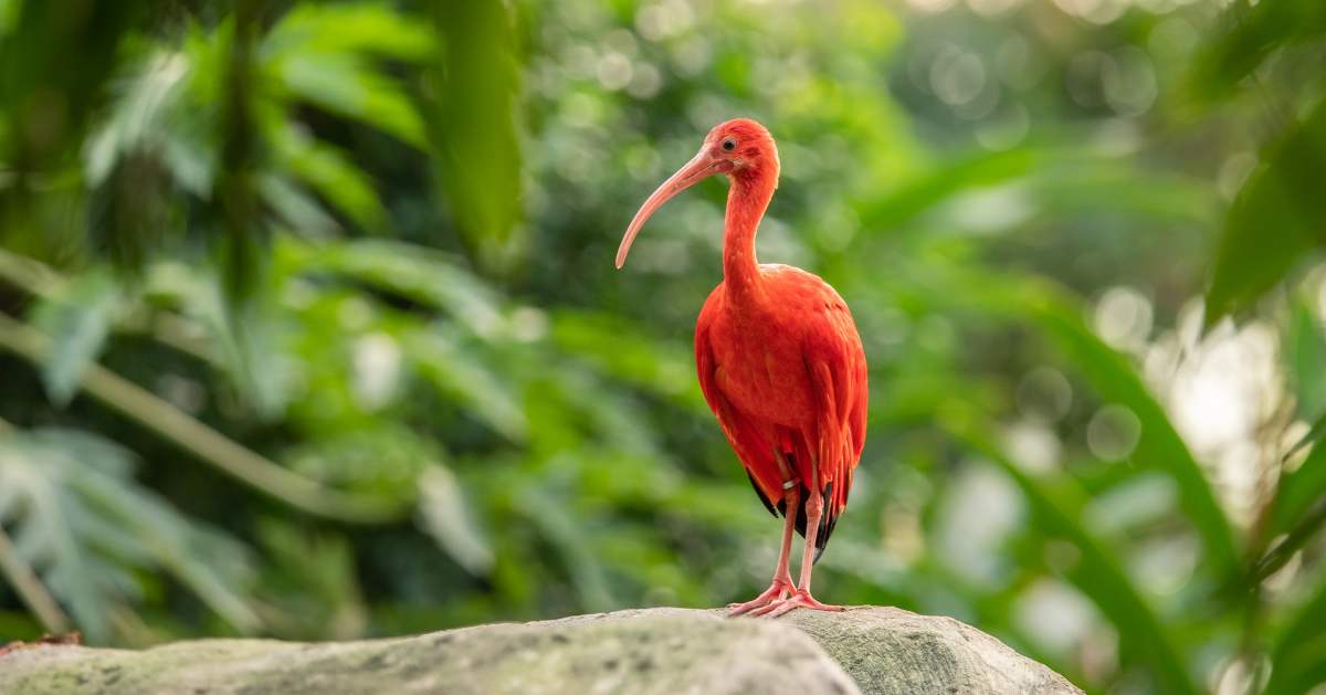 Rode ibis - WILDLANDS