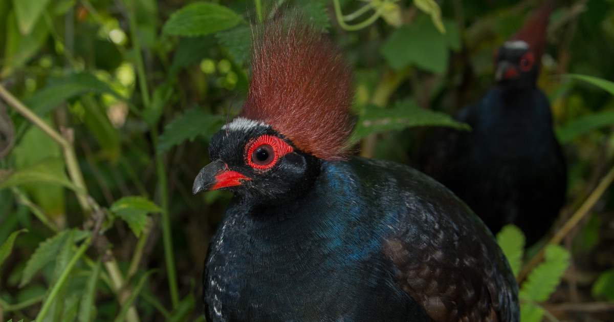 Roelroel - WILDLANDS