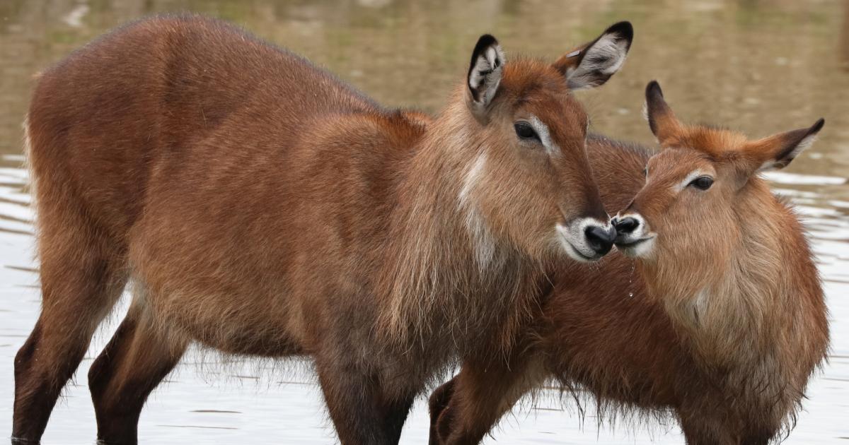 Waterbok - WILDLANDS