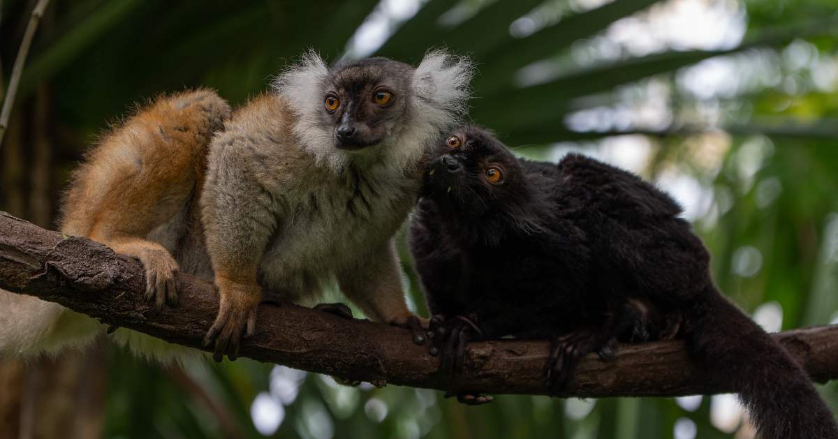 Zwarte maki - WILDLANDS